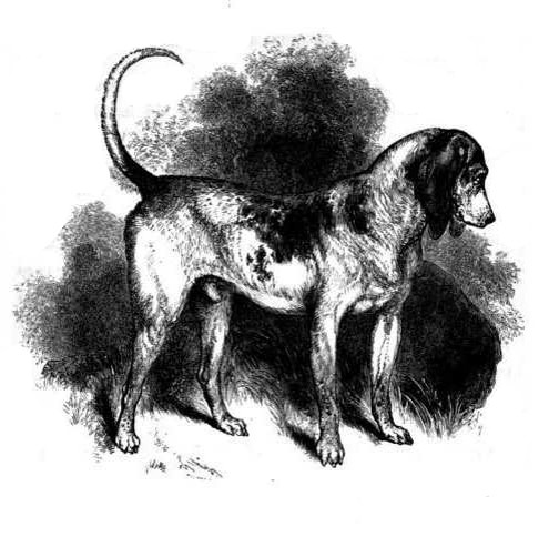 Beagle History: Origins of the Breed