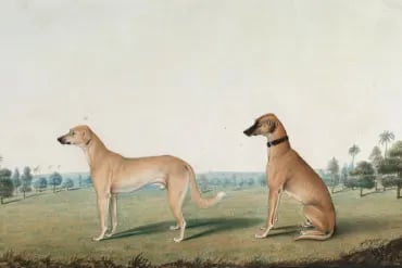 Eight Native Indian Dog Breeds You Didn’t Know Existed!