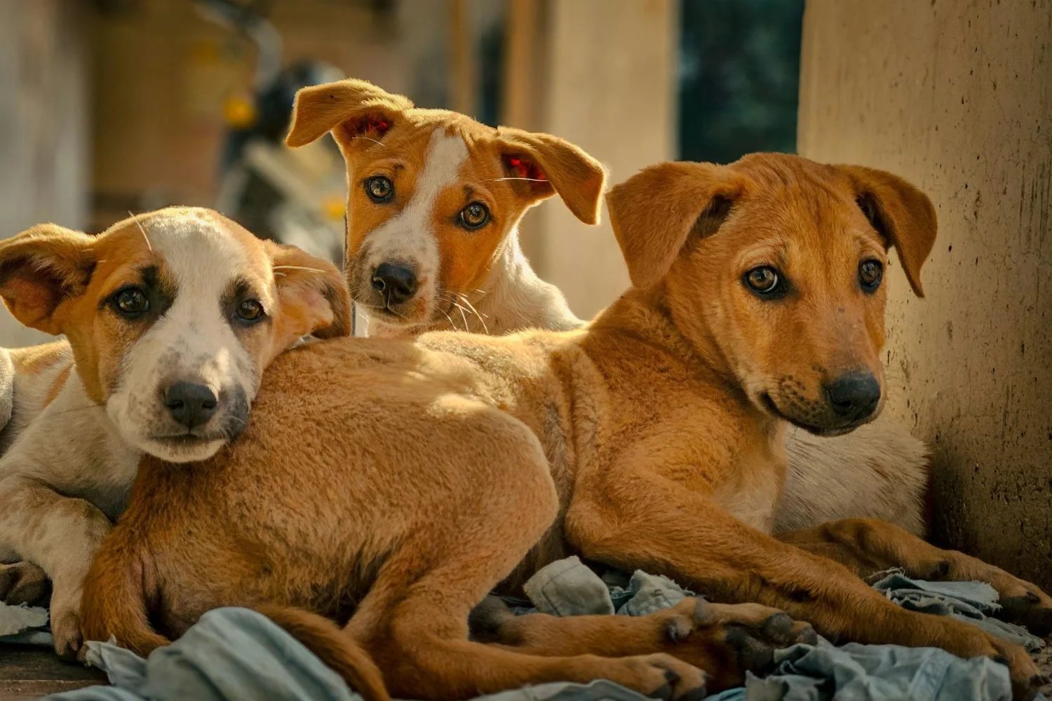 Supreme Court Orders Removal of Delhi’s Strays: How Will it Impact Our ...