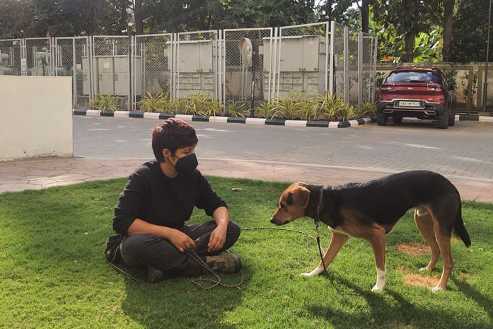 Raising an Indie Dog: Health, Training & Care Guide