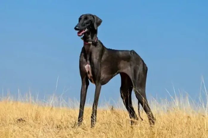 Eight Native Indian Dog Breeds You Didn’t Know Existed!