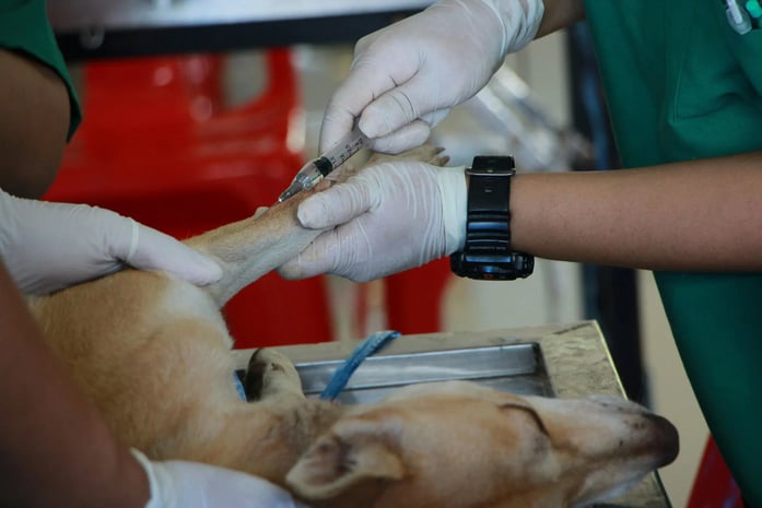 Understanding Dog Blood Groups: A Vet’s Guide to Dog Blood Types ...