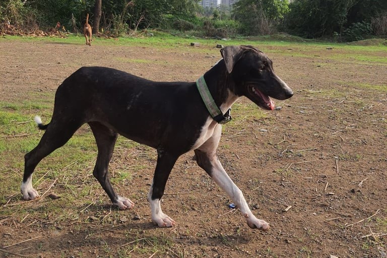 Raising an Indie Dog: Health, Training & Care Guide