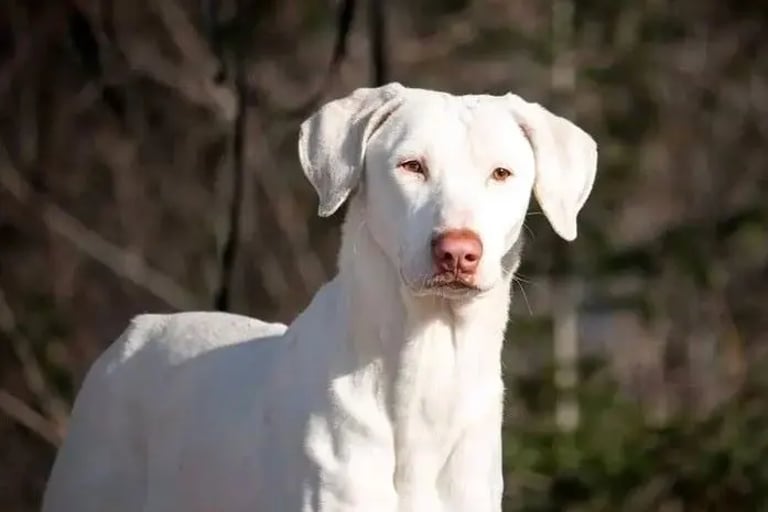 8 Dog Breeds of India You Should Know About!