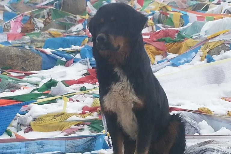 Eight Native Indian Dog Breeds You Didn’t Know Existed!