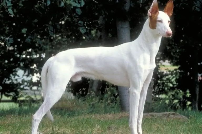 Eight Native Indian Dog Breeds You Didn’t Know Existed!