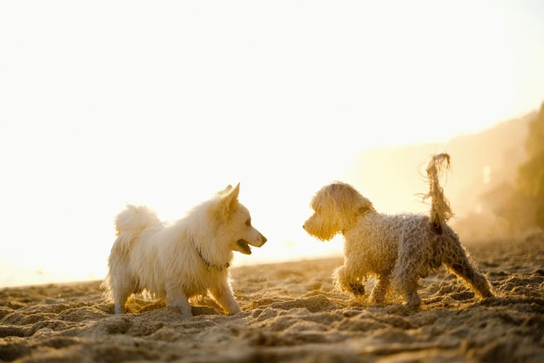 How to Prevent and Treat Heatstroke in Dogs: A Veterinarian's Guide