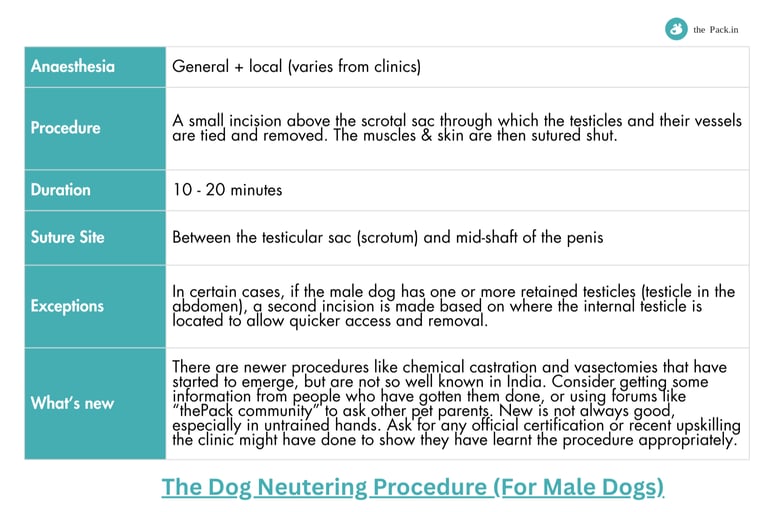 A Complete Guide to the Dog Neutering Surgery: Prep, Surgery, Recovery ...