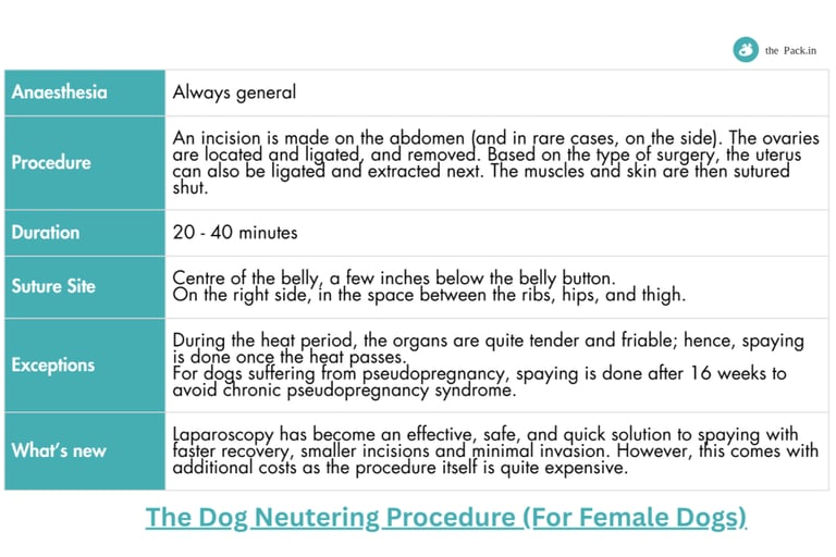 A Complete Guide to the Dog Neutering Surgery: Prep, Surgery, Recovery ...