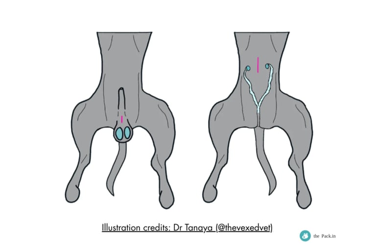 A Complete Guide to the Dog Neutering Surgery: Prep, Surgery, Recovery ...